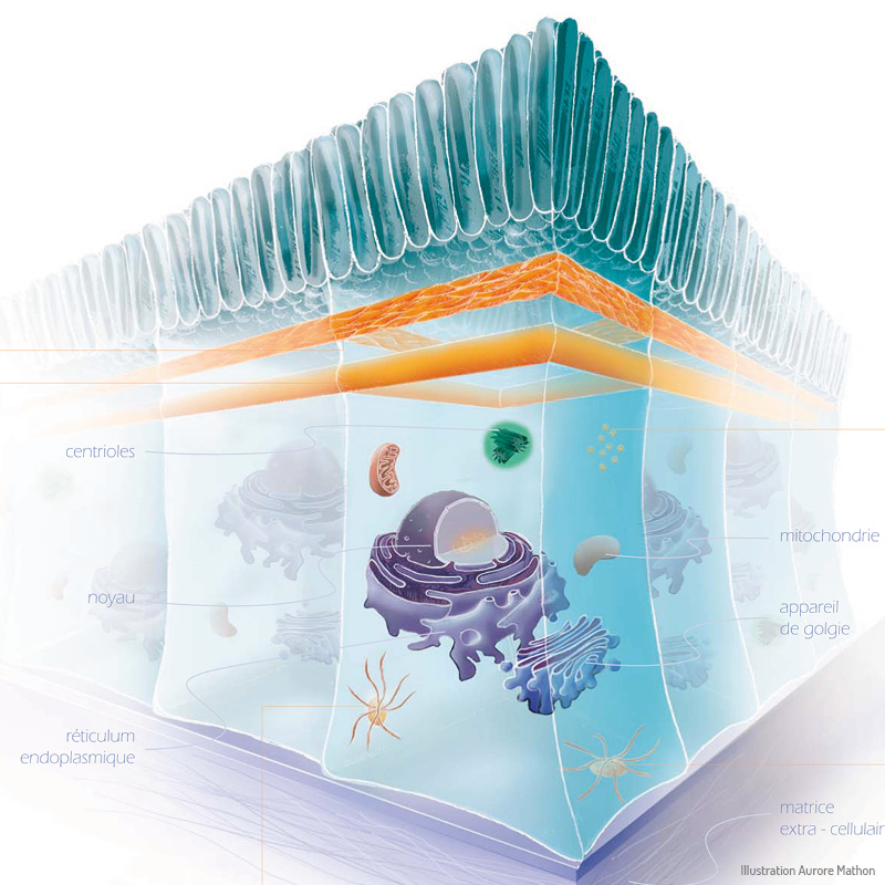 Illustration médicale - Aurore Mathon - PORTFOLIO