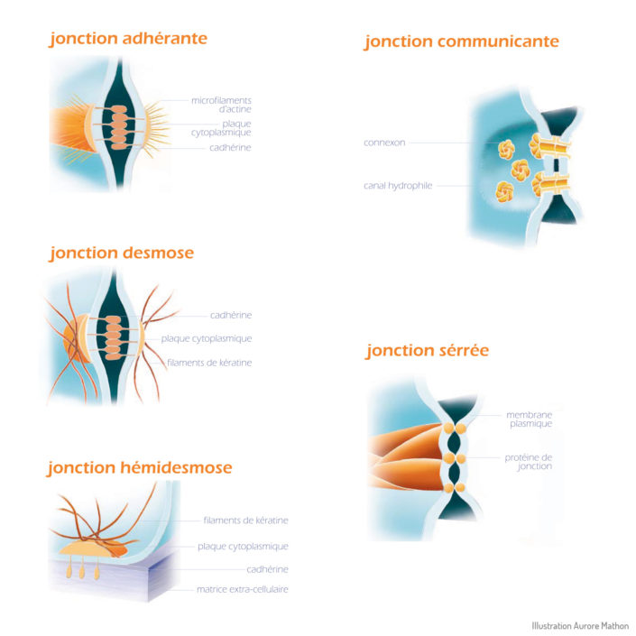 Illustration médicale - Aurore Mathon - PORTFOLIO