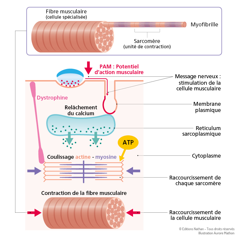 Illustration médicale - Aurore Mathon - PORTFOLIO