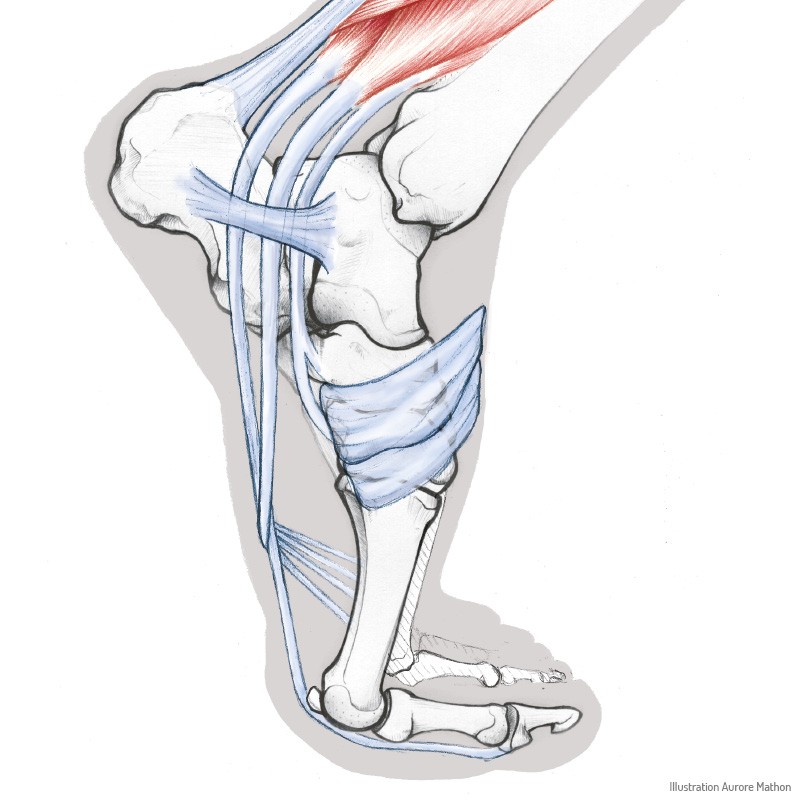 Illustration médicale - Aurore Mathon - PORTFOLIO