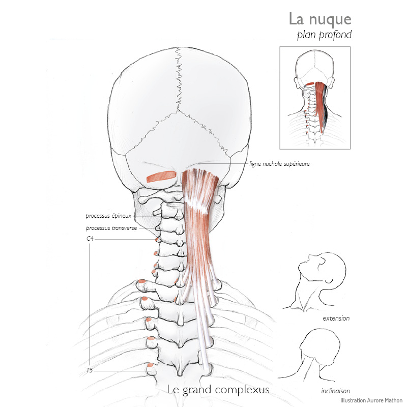 Illustration médicale - Aurore Mathon - PORTFOLIO