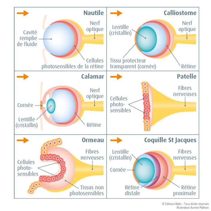 Illustration médicale - Aurore Mathon - PORTFOLIO